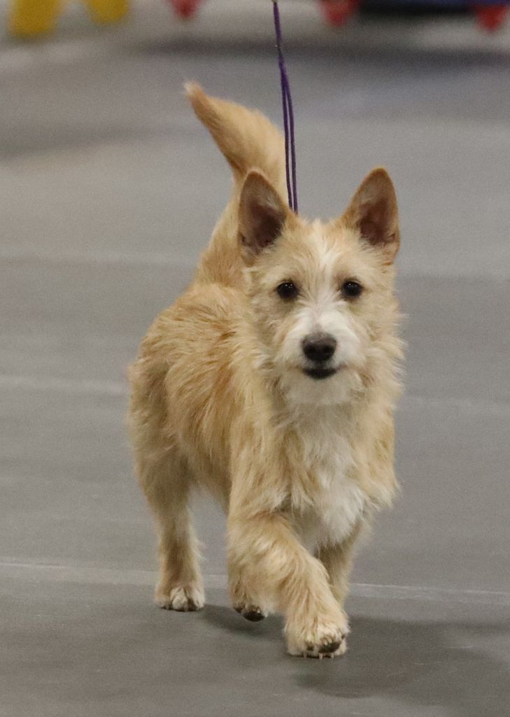 Portuguese Podengo - The Breed Archive