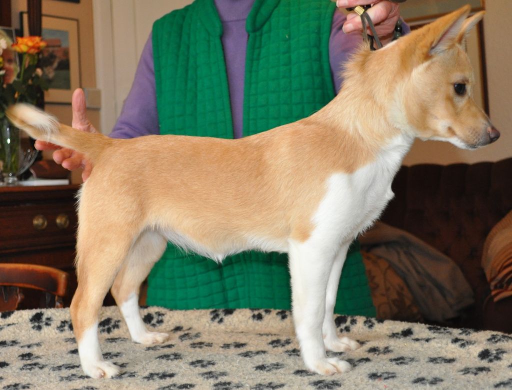 Portuguese Podengo - The Breed Archive