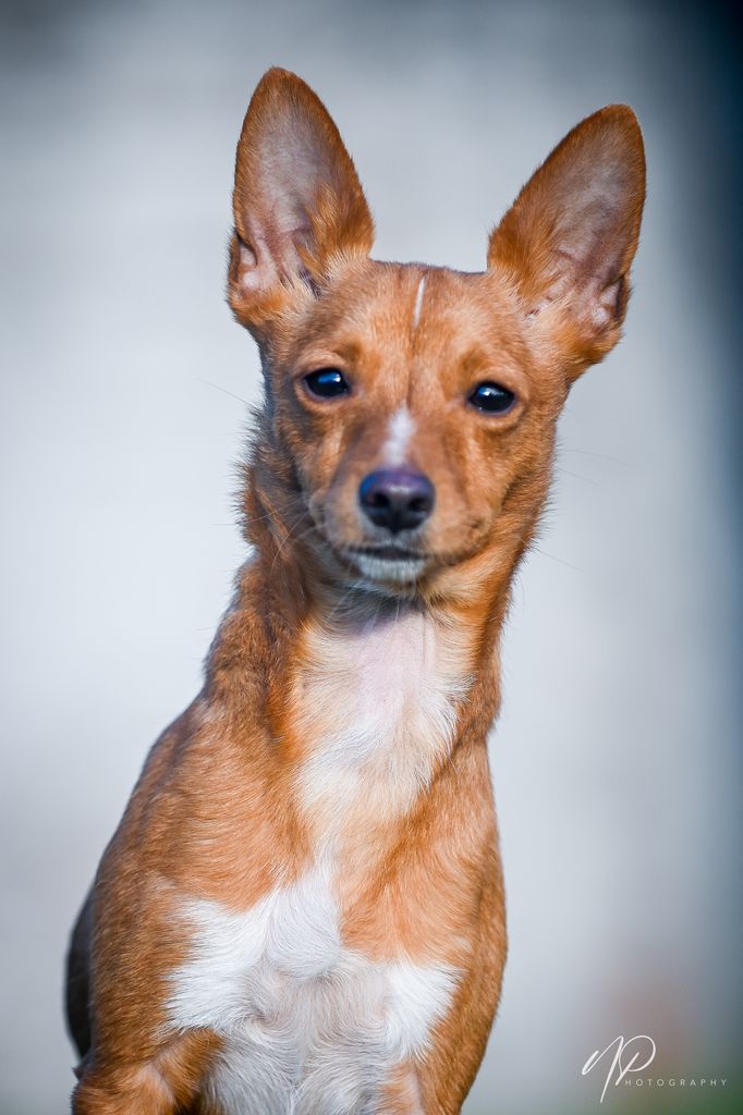 Portuguese Podengo - The Breed Archive